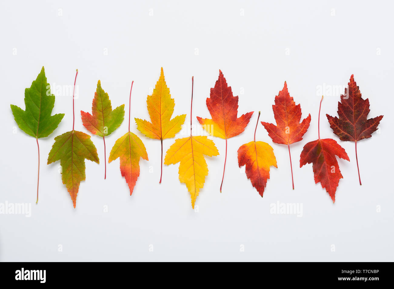 Autumn leaves soft gradient transition from greed to dark red. Fall ...