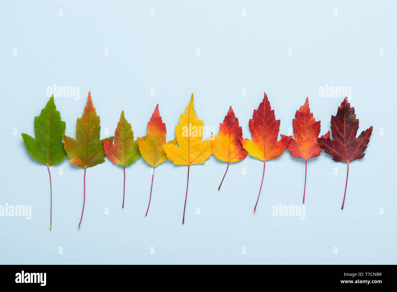 Fall leaf in a row gradient from green to dark red on blue pastel ...