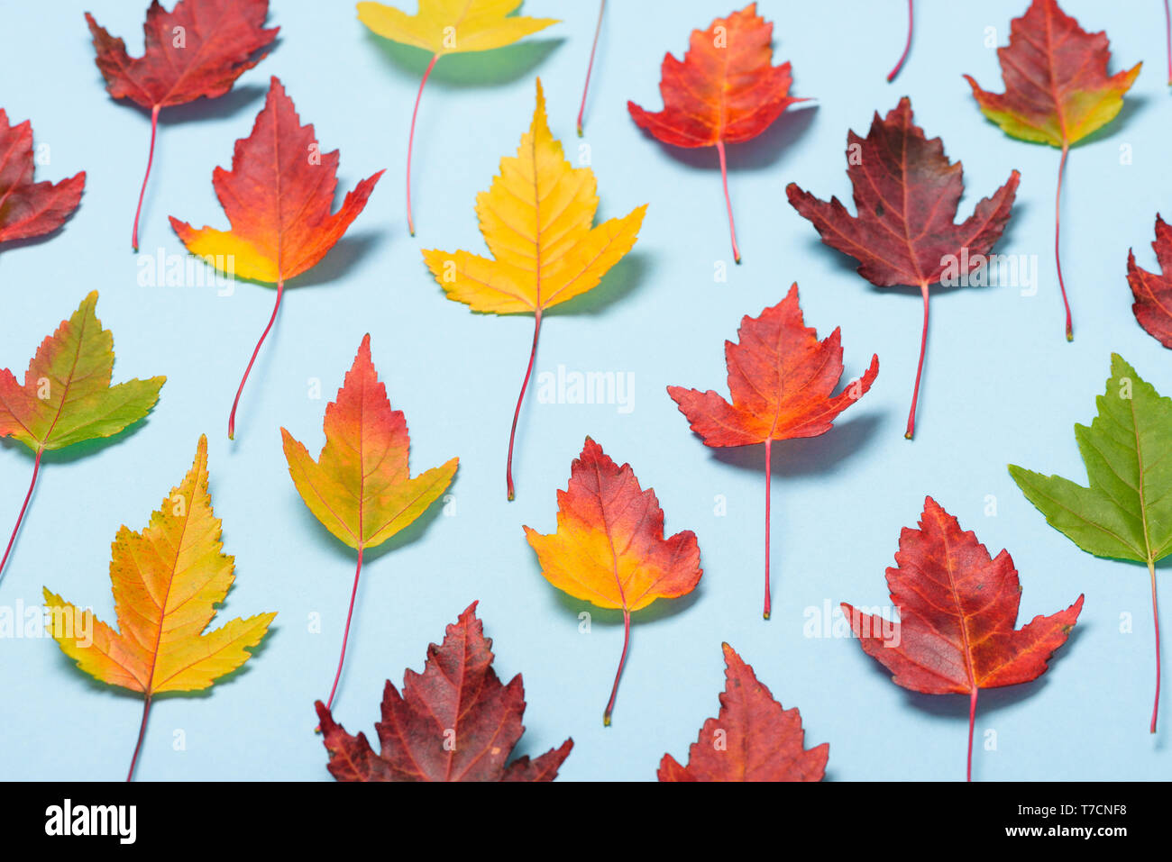 Autumn leaves fall colors on pastel blue background Stock Photo - Alamy