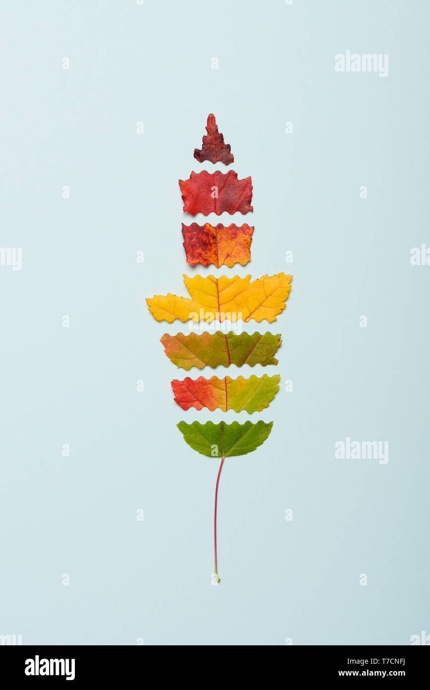 Autumn leaf cut colorful gradient transition arrangement. Season change ...