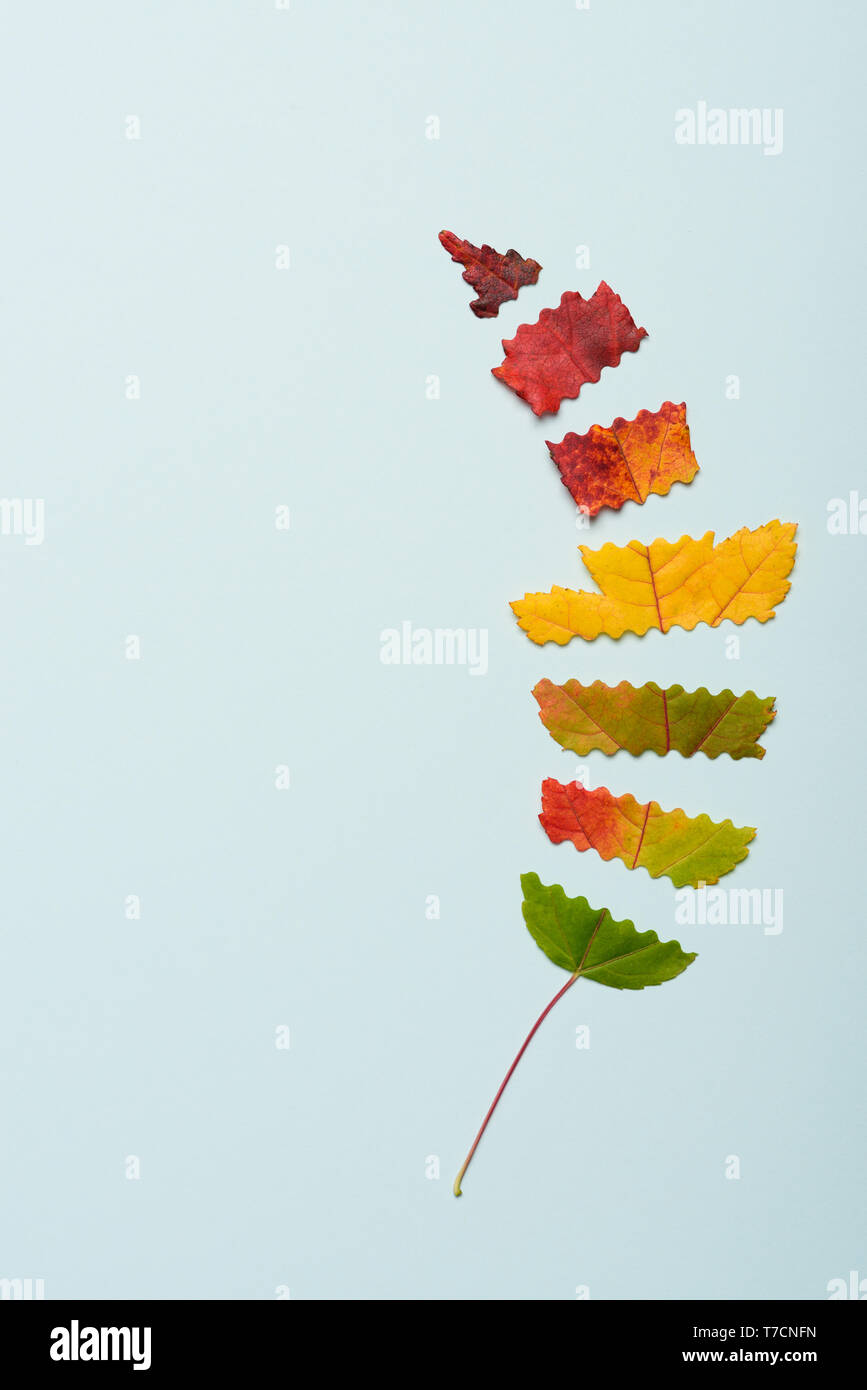Autumn leaf cut colorful gradient transition arrangement. Season change ...