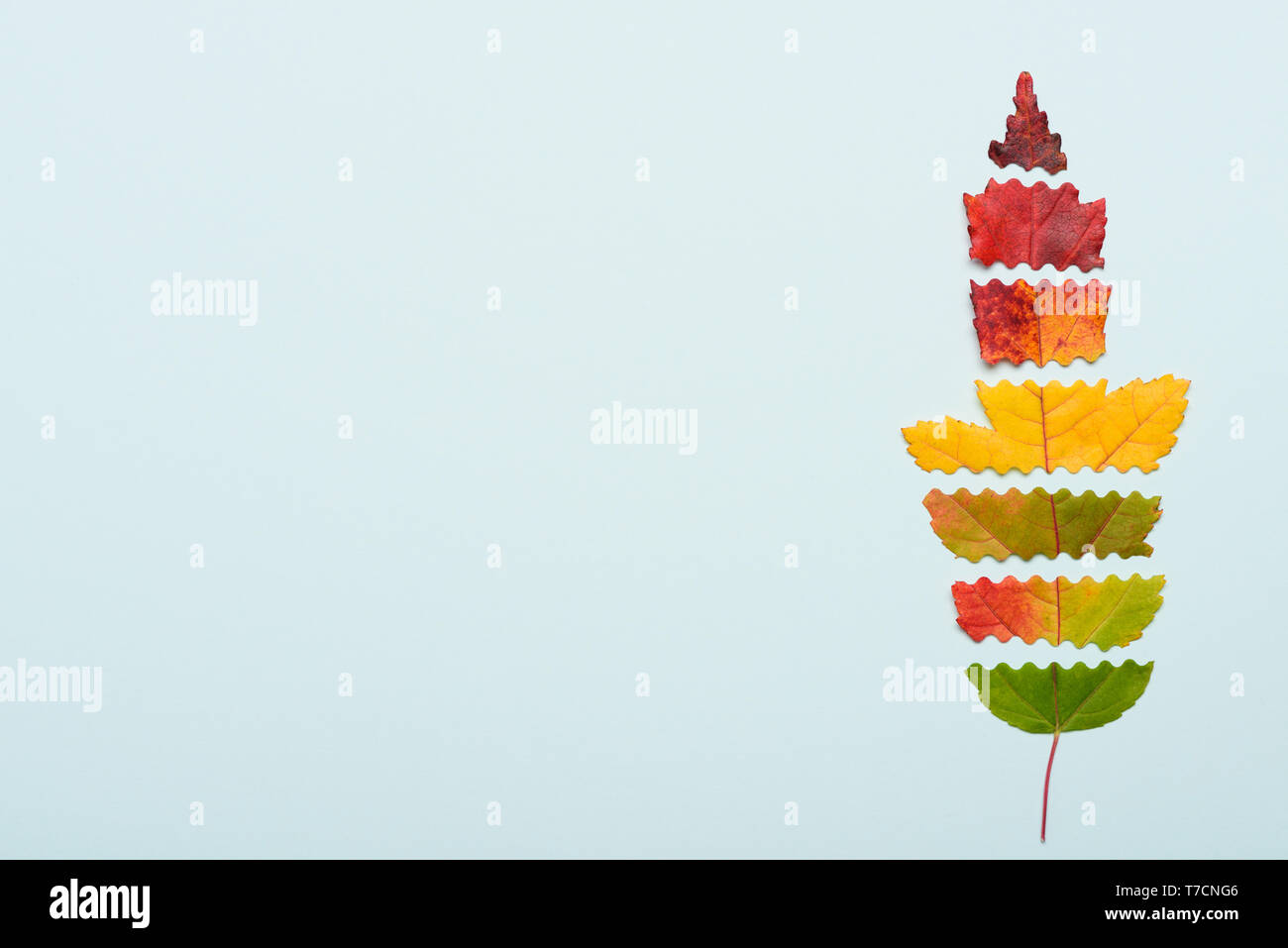 Autumn leaf cut colorful gradient transition creative arrangement ...