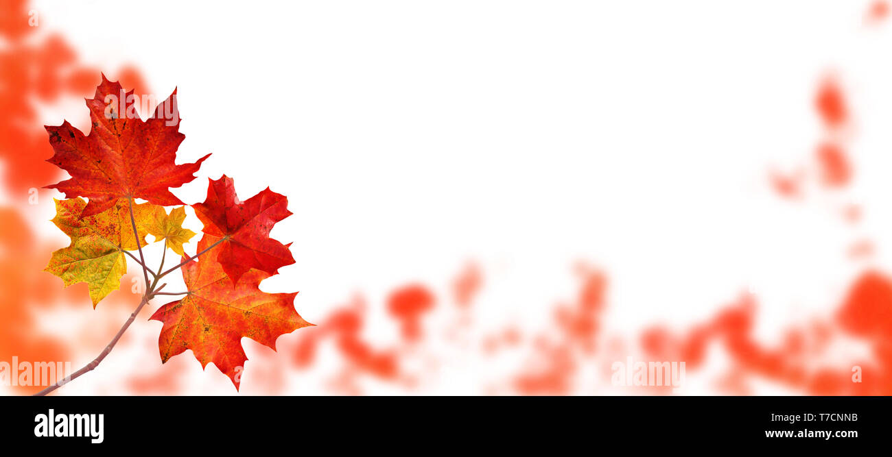 Canada maple tree branch with red autumn leaves on the fall blurred ...