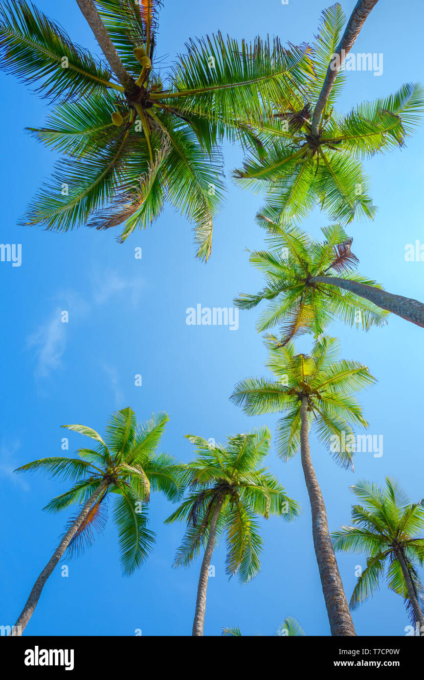 Tropical coconut palm trees frame border composition Stock Photo - Alamy