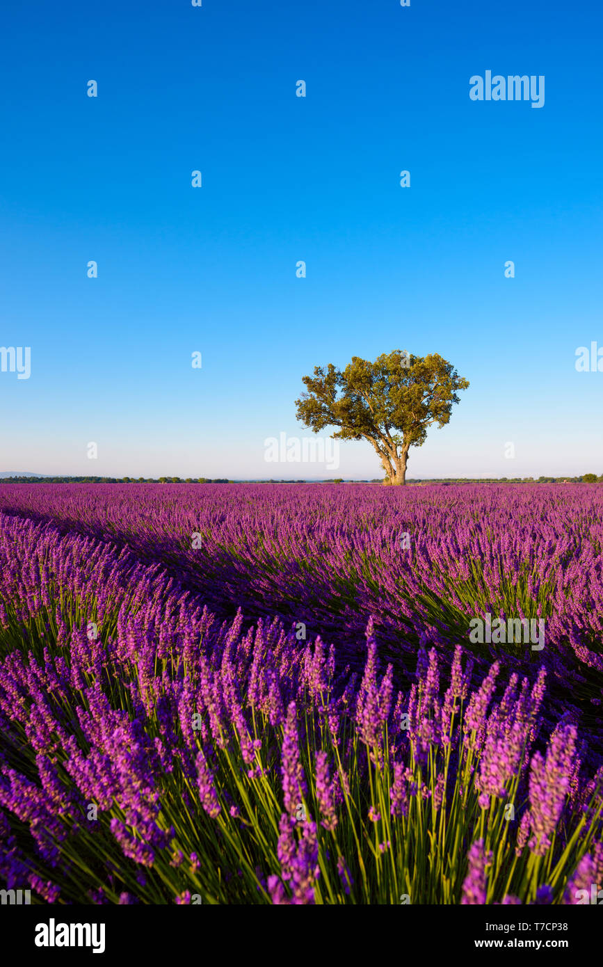 Lavender field at morning Provence France Stock Photo - Alamy