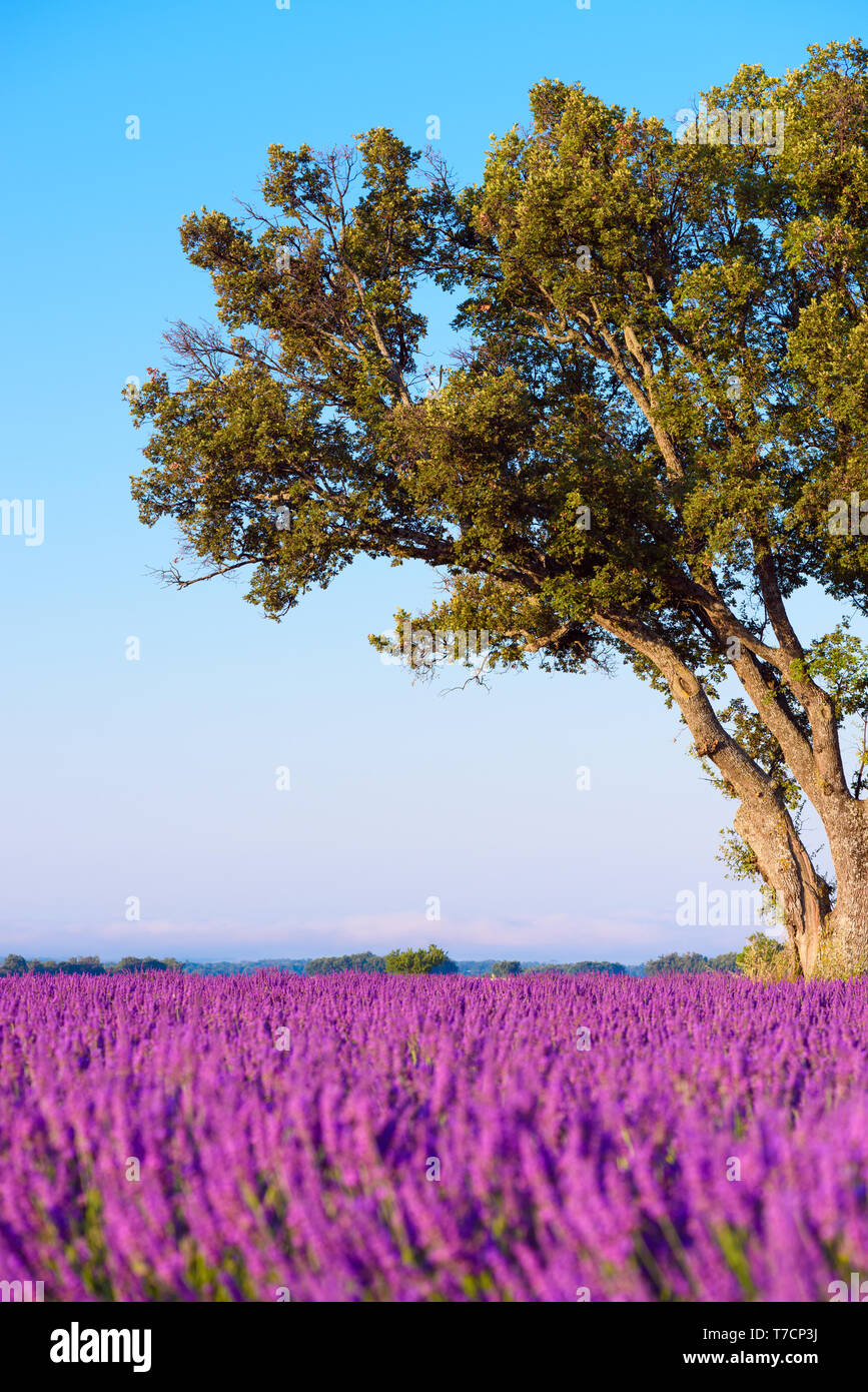 Oak tree on lavender field in Provence France Stock Photo - Alamy