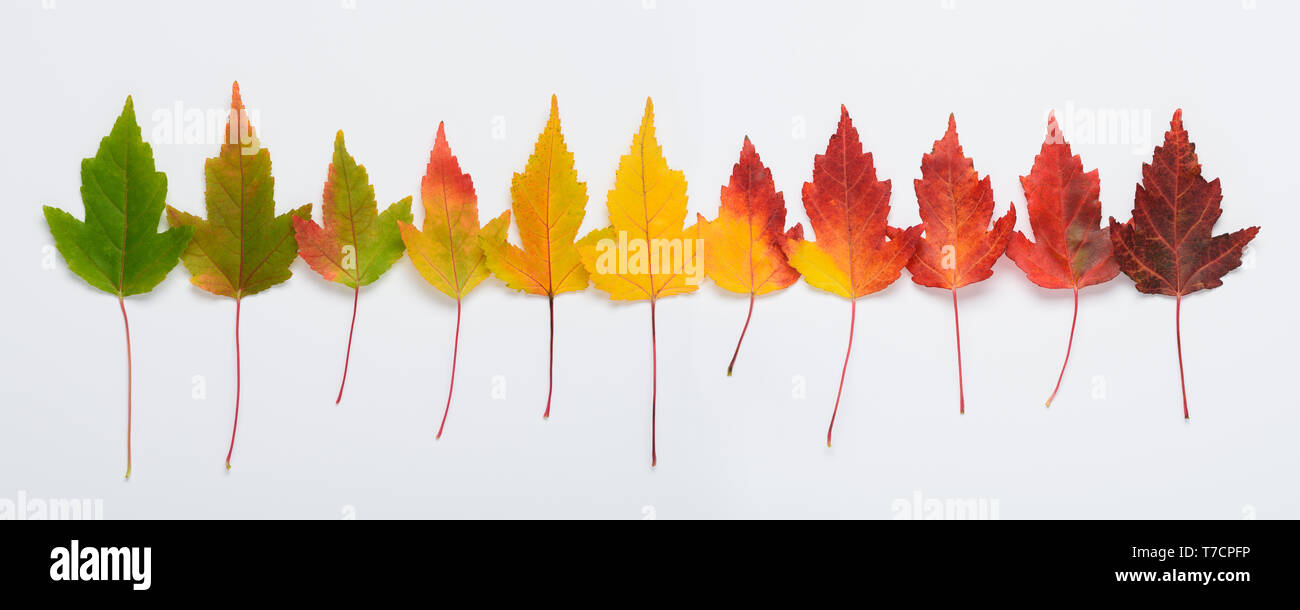 Autumn leaves rainbow gradient transition long horizontal banner top ...