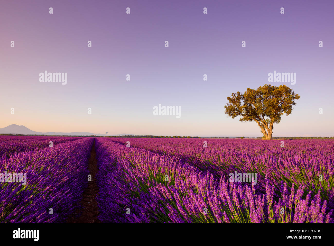 Provence beautiful Lavender field at sunset Stock Photo - Alamy