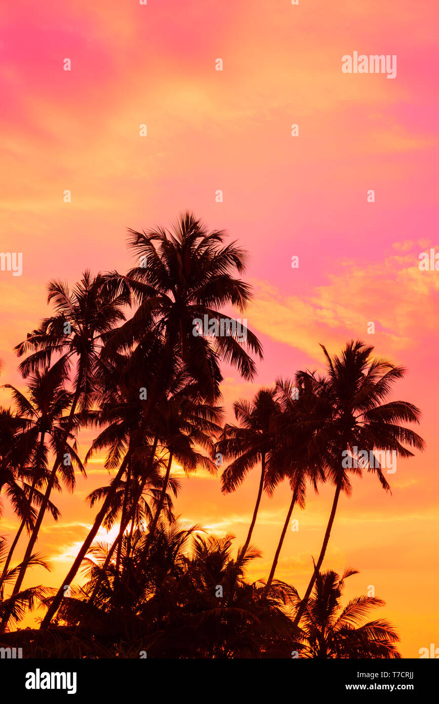 Tropical sunset coconut palm trees Stock Photo - Alamy