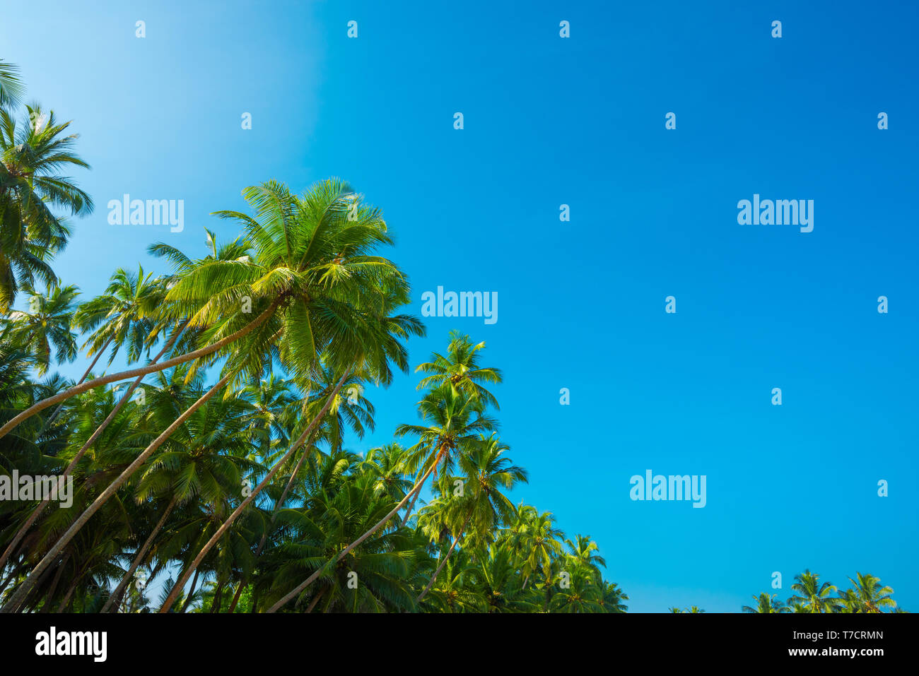 Lush coconut palm trees on tropical beach. Vacation island coast at ...