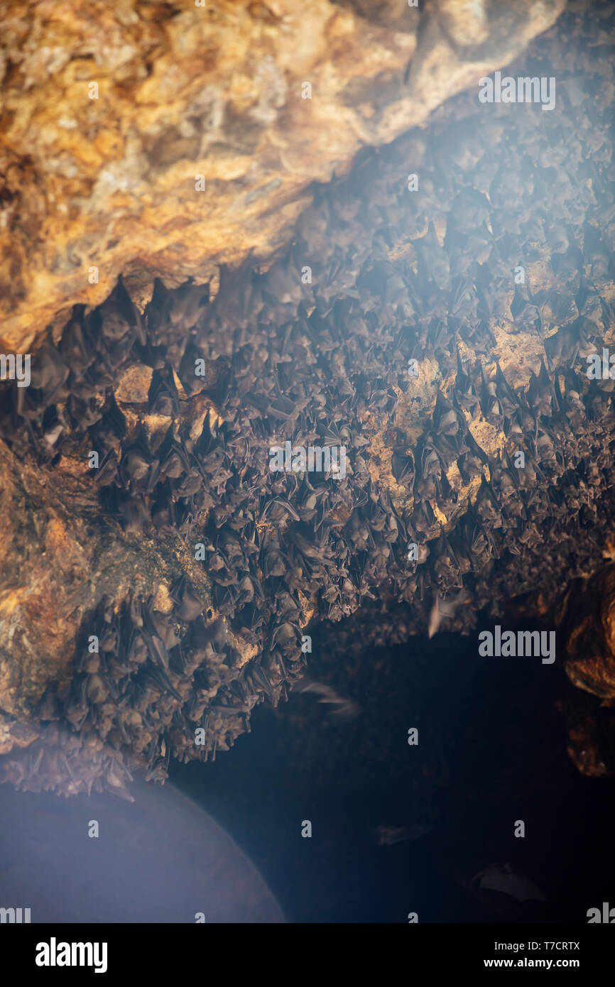 Colony of bats in the cave of Pura Goa Lawah at Bali, Indonesia Stock ...