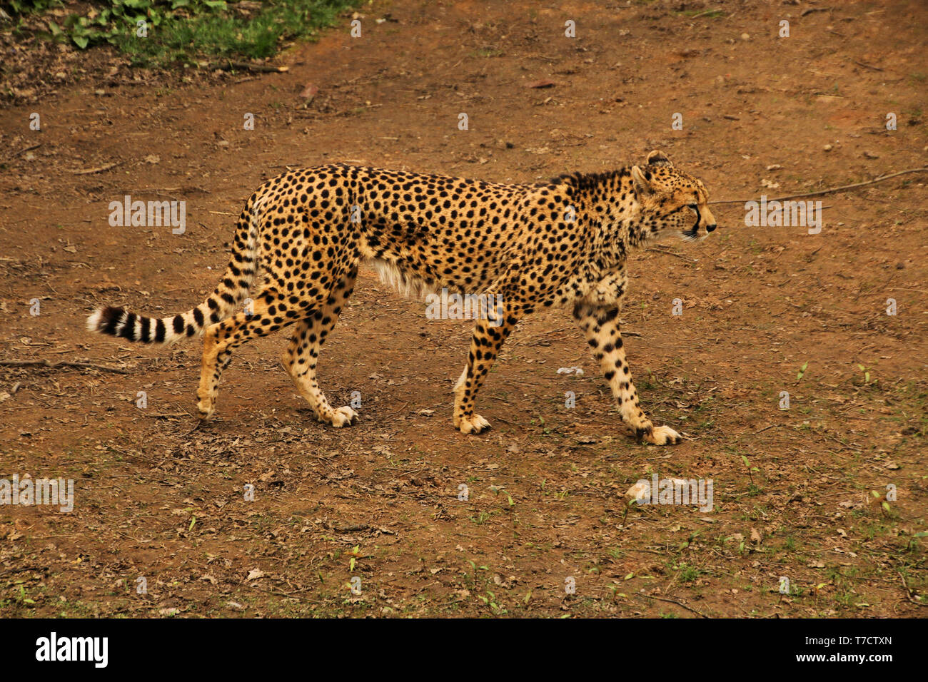 A picture of a Cheetah Stock Photo - Alamy