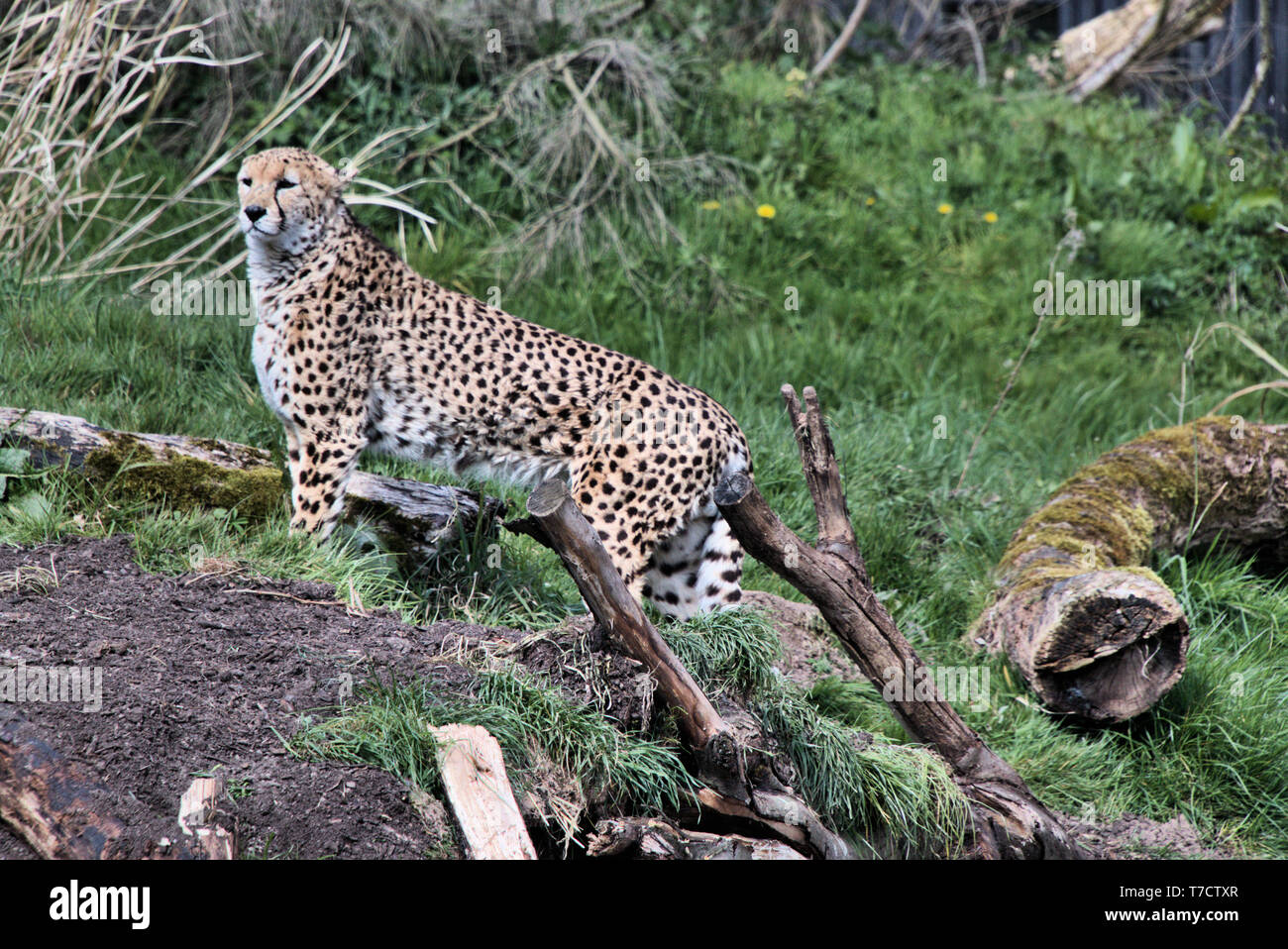 A picture of a Cheetah Stock Photo - Alamy