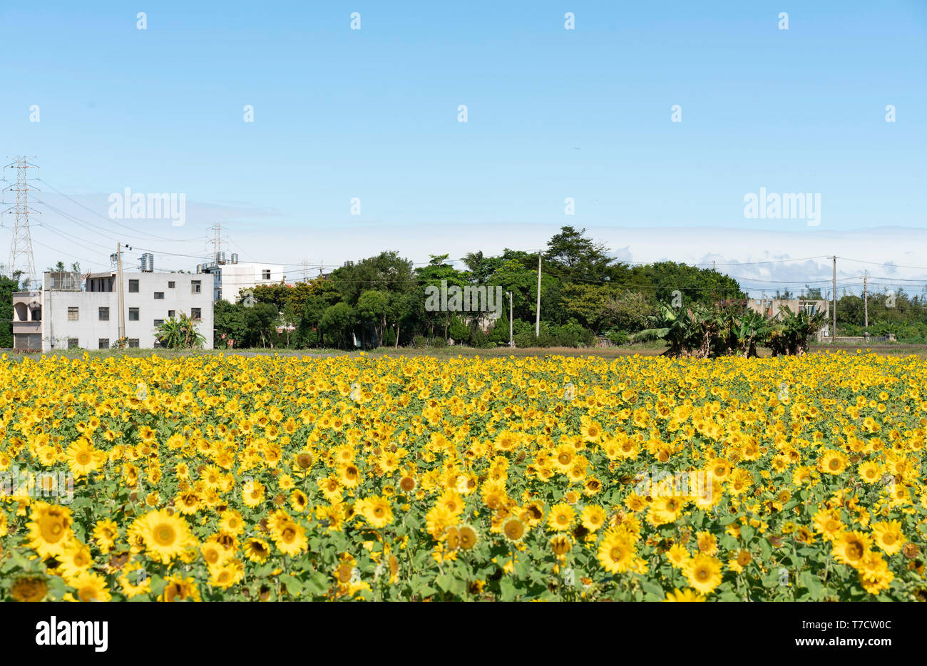 Sunflower swinging under high wind at Taiwan Stock Photo - Alamy