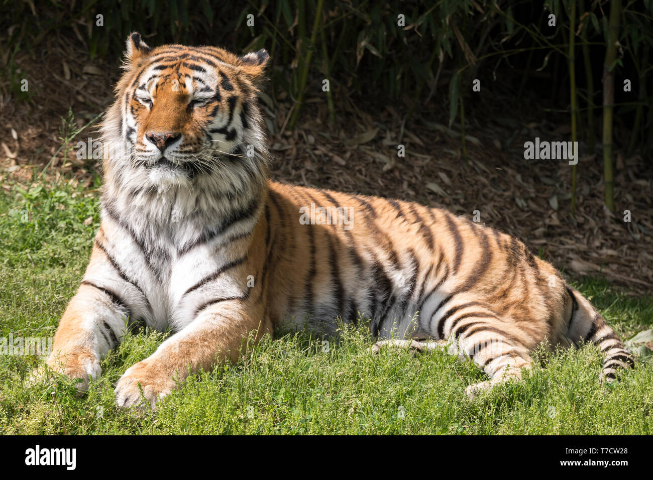 tiger resting in a zoo in italy Stock Photo - Alamy