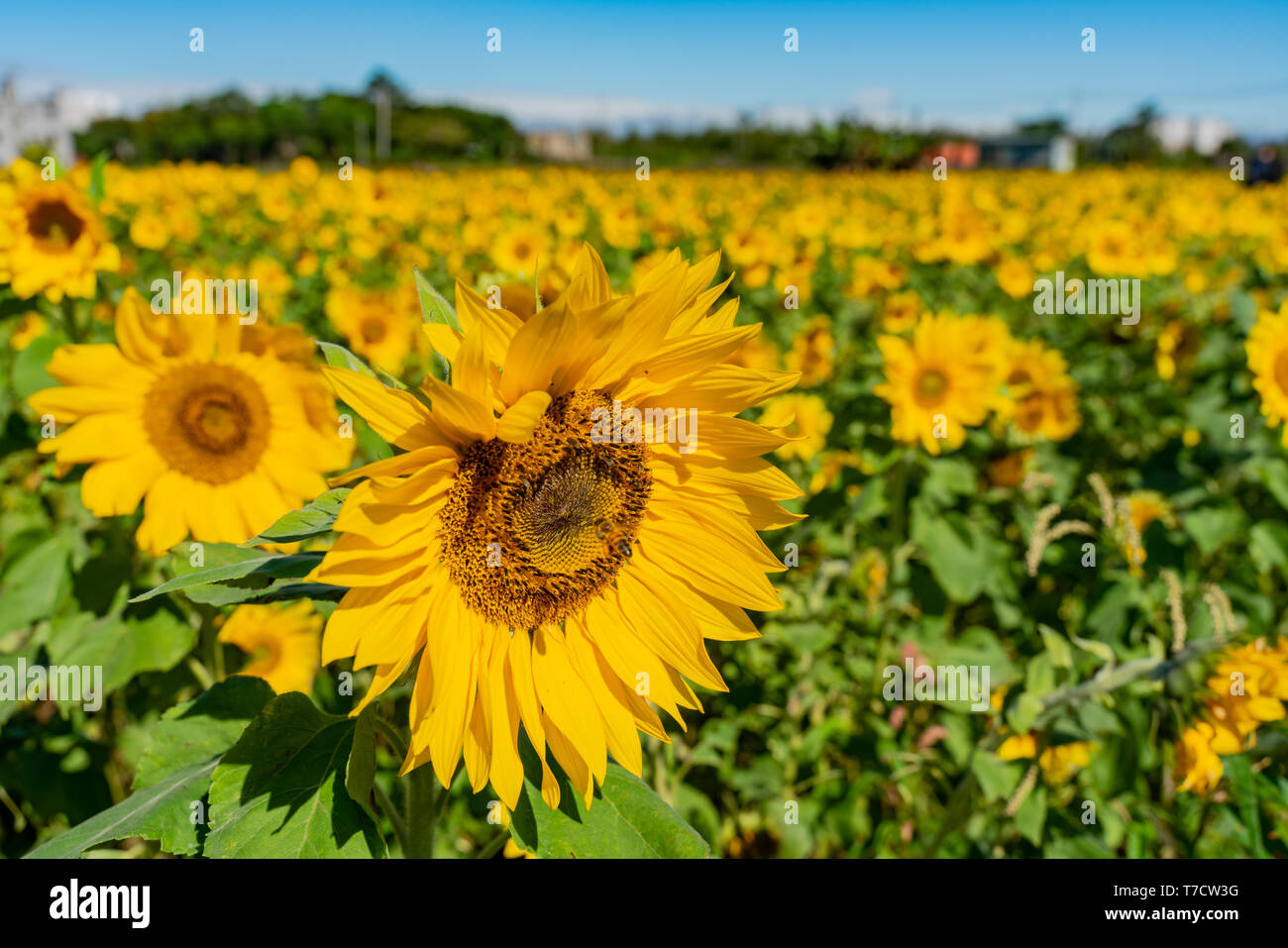 Sunflower swinging under high wind at Taiwan Stock Photo - Alamy