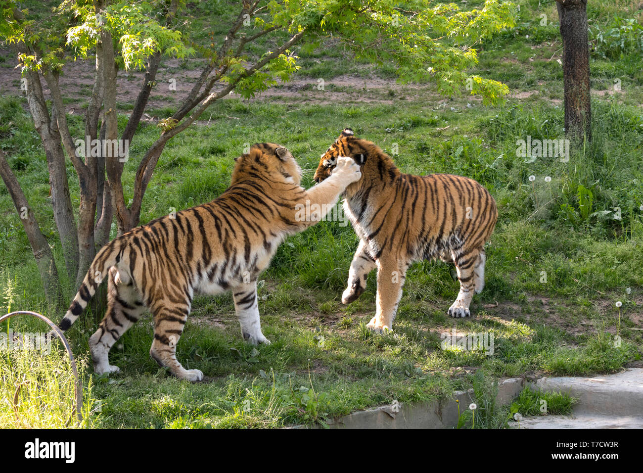 tiger resting in a zoo in italy Stock Photo - Alamy