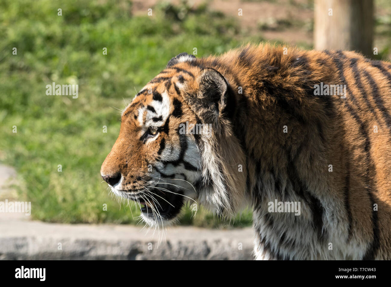 tiger resting in a zoo in italy Stock Photo - Alamy