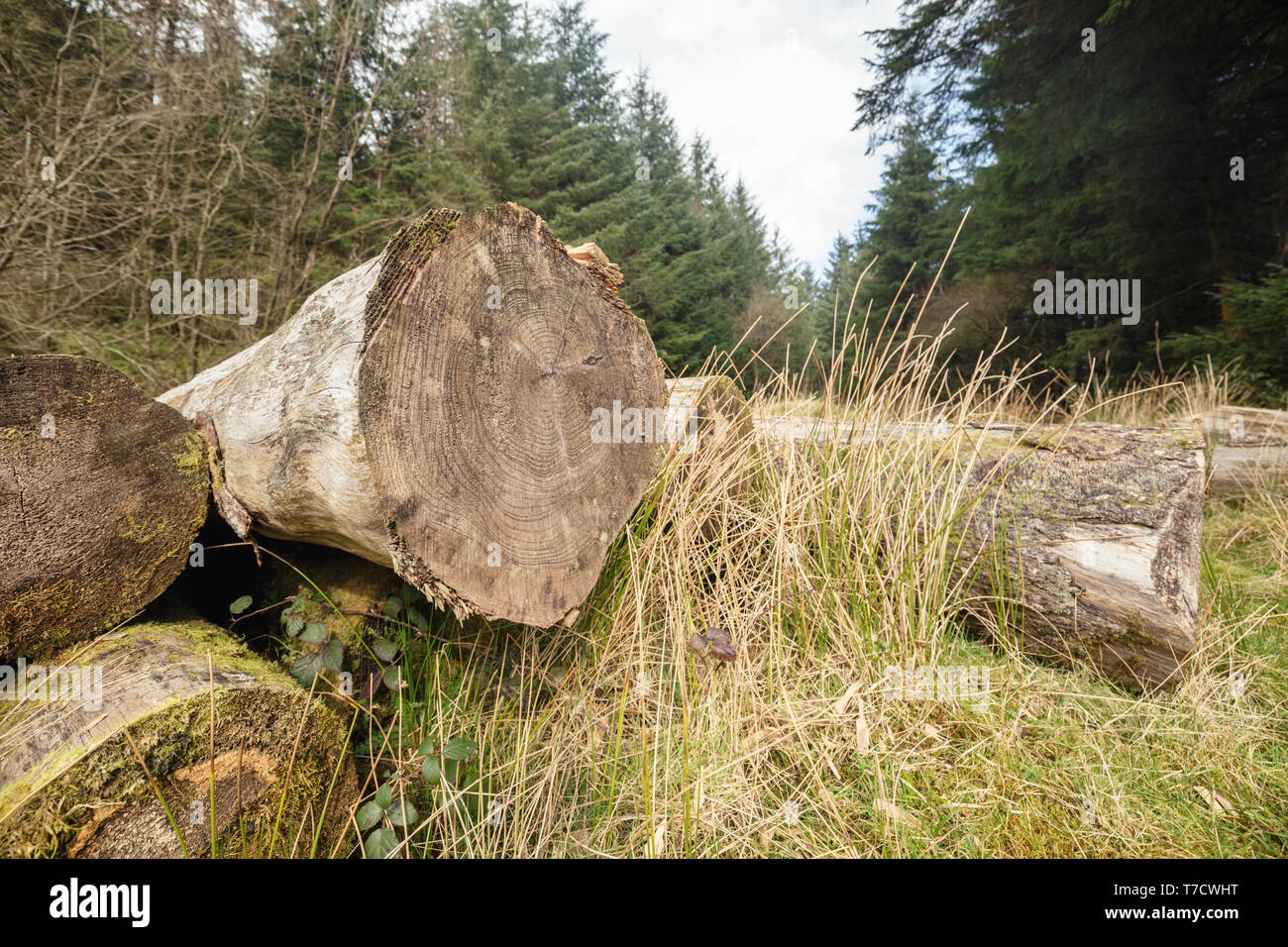 Weathered tree trunk in mountain forest. Brecon Beacons, Wales, UK ...