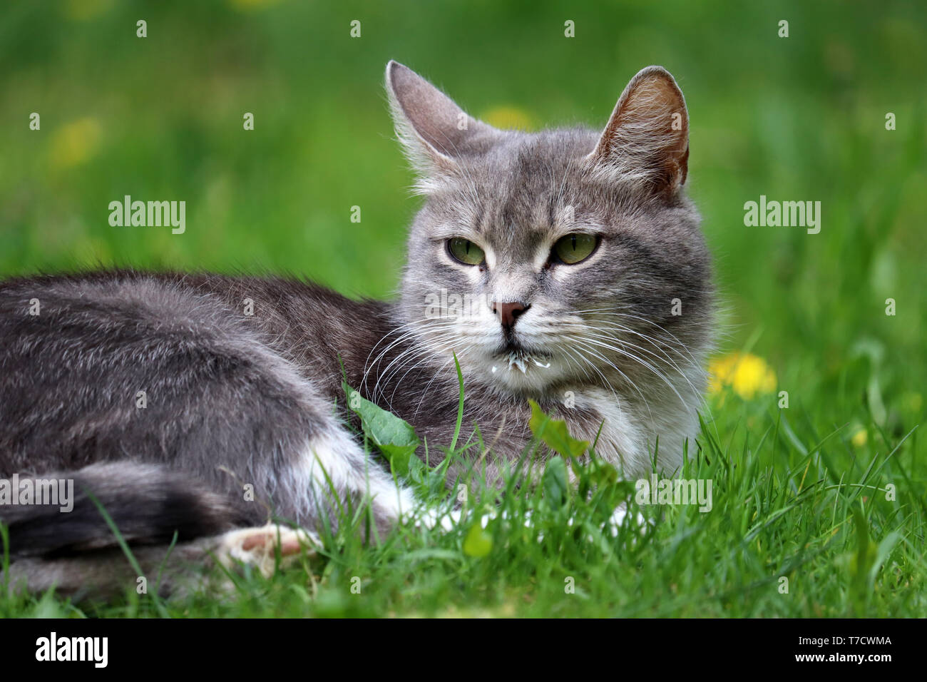 Grey cat lying in the green grass on a spring meadow with wildflowers ...