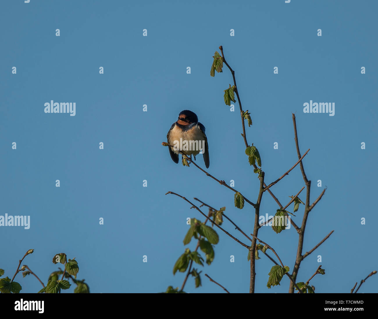 Swallow bird field uk hi-res stock photography and images - Alamy