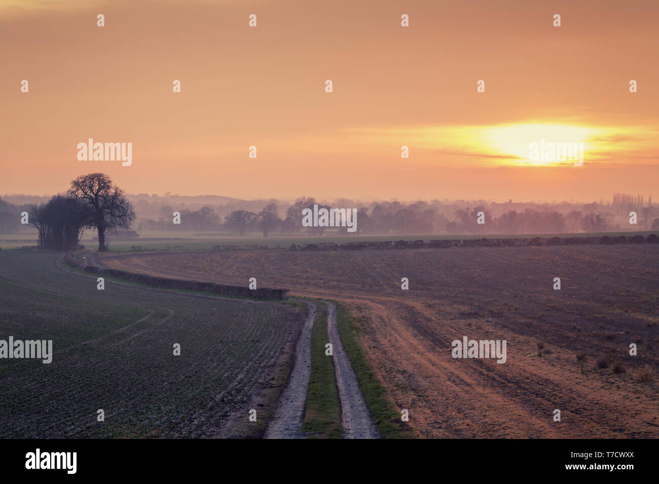 Uk british field sunlight silhouette hi-res stock photography and ...
