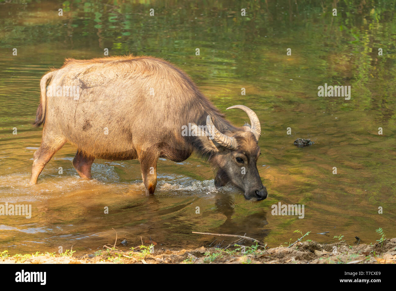 Tame water buffalo hi-res stock photography and images - Alamy