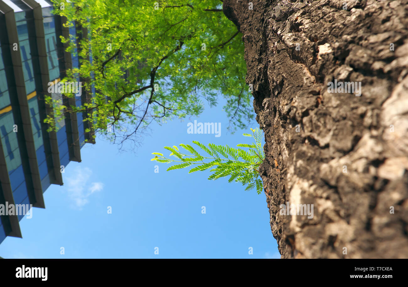 Amazing closeup rough tree bark of tamarind tree bottom view, modern ...