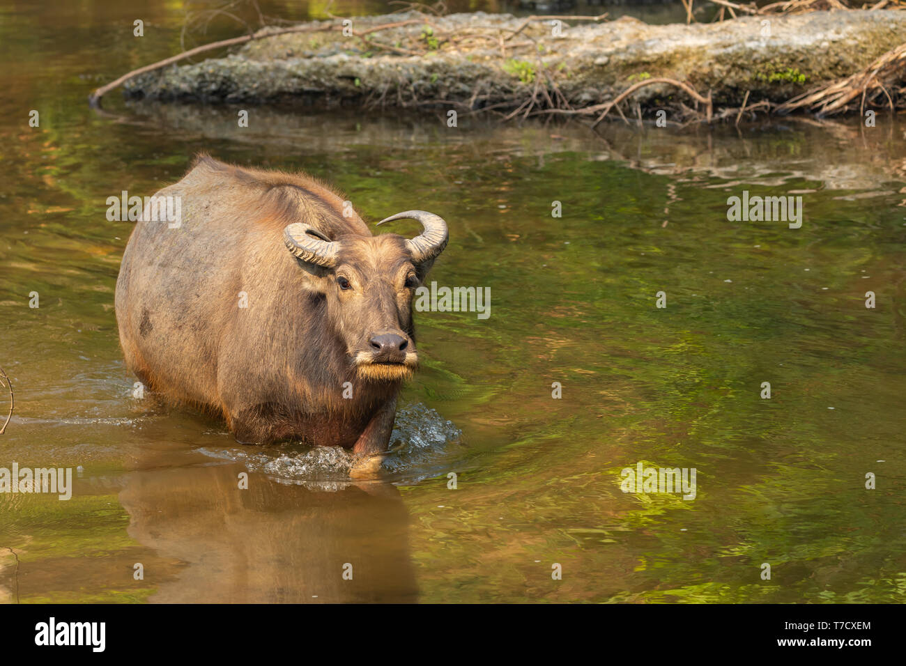 Thai Water Buffalo resting in a brook during summer Stock Photo - Alamy