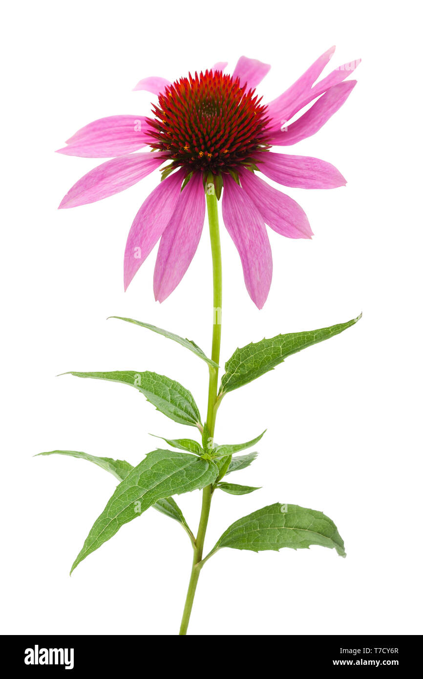 Pink coneflower (echinacea) isolated on white background Stock Photo ...