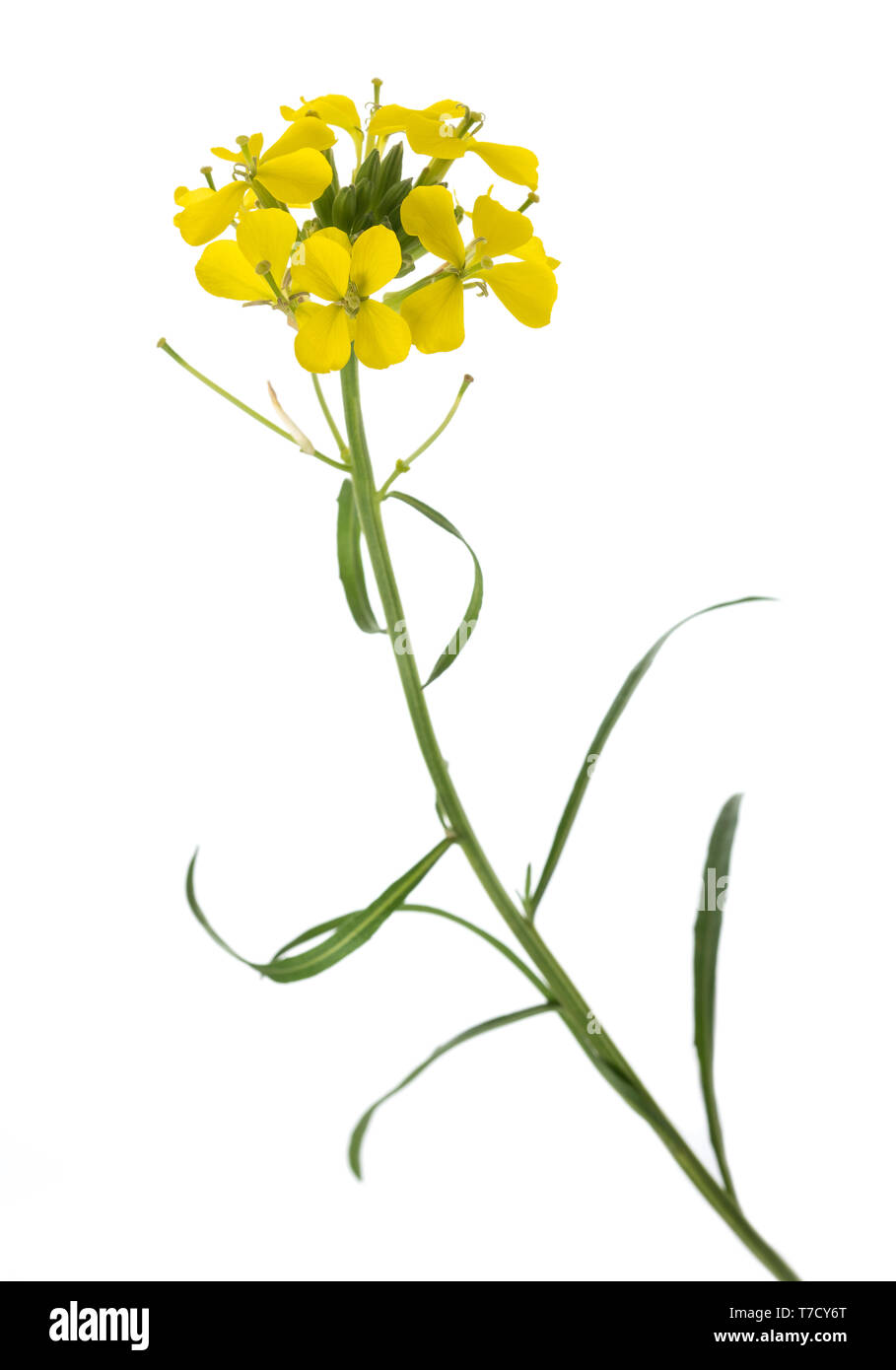 Yellow Wallflowers isolated on white background Stock Photo - Alamy