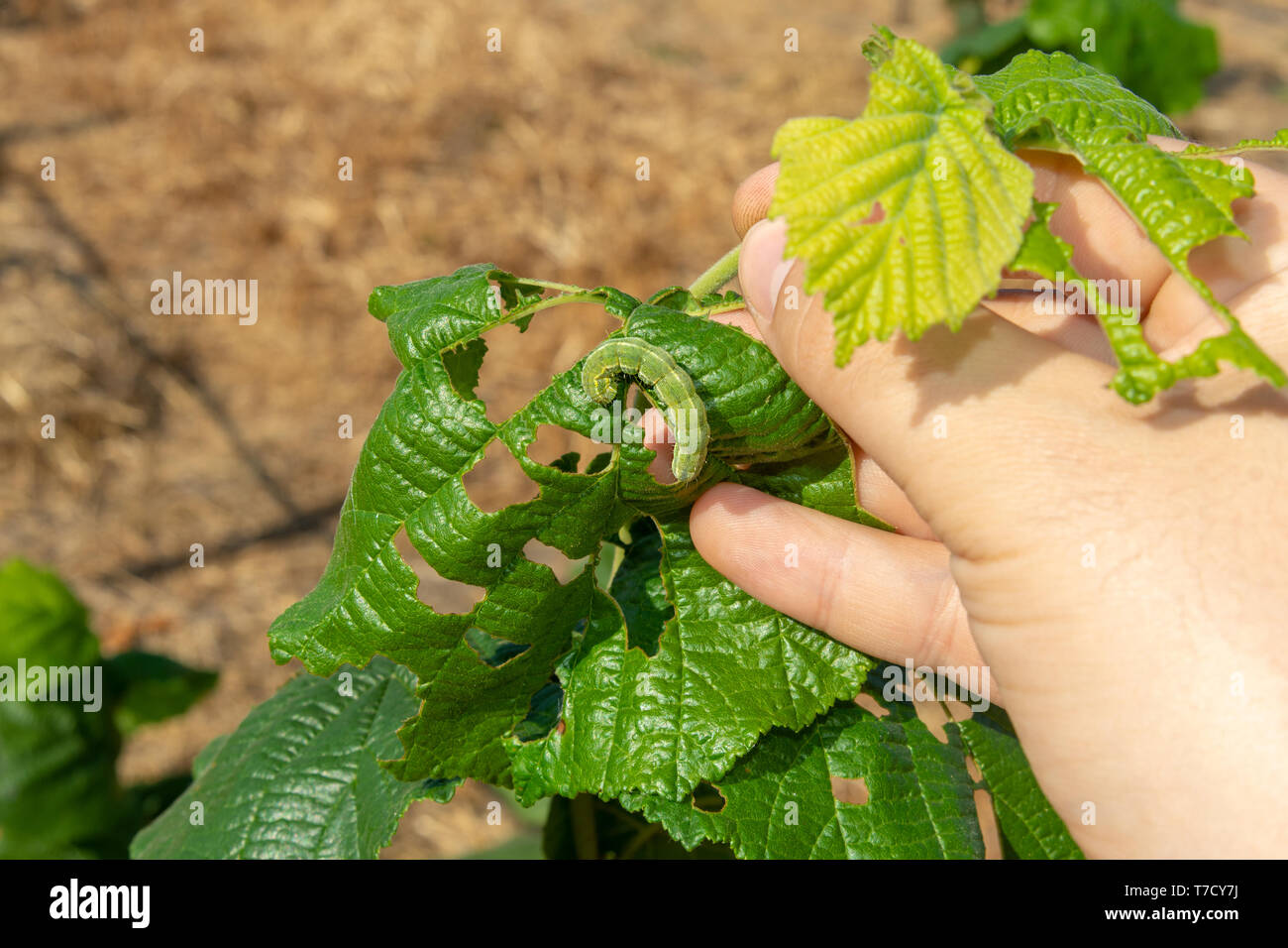 damaged leaves of hazelnut by weevil larvae close-up in human hand ...