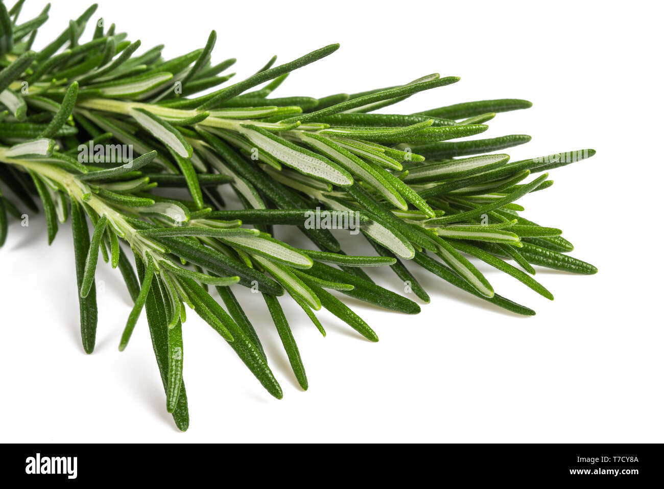 Rosemary sprig isolated on white background Stock Photo - Alamy
