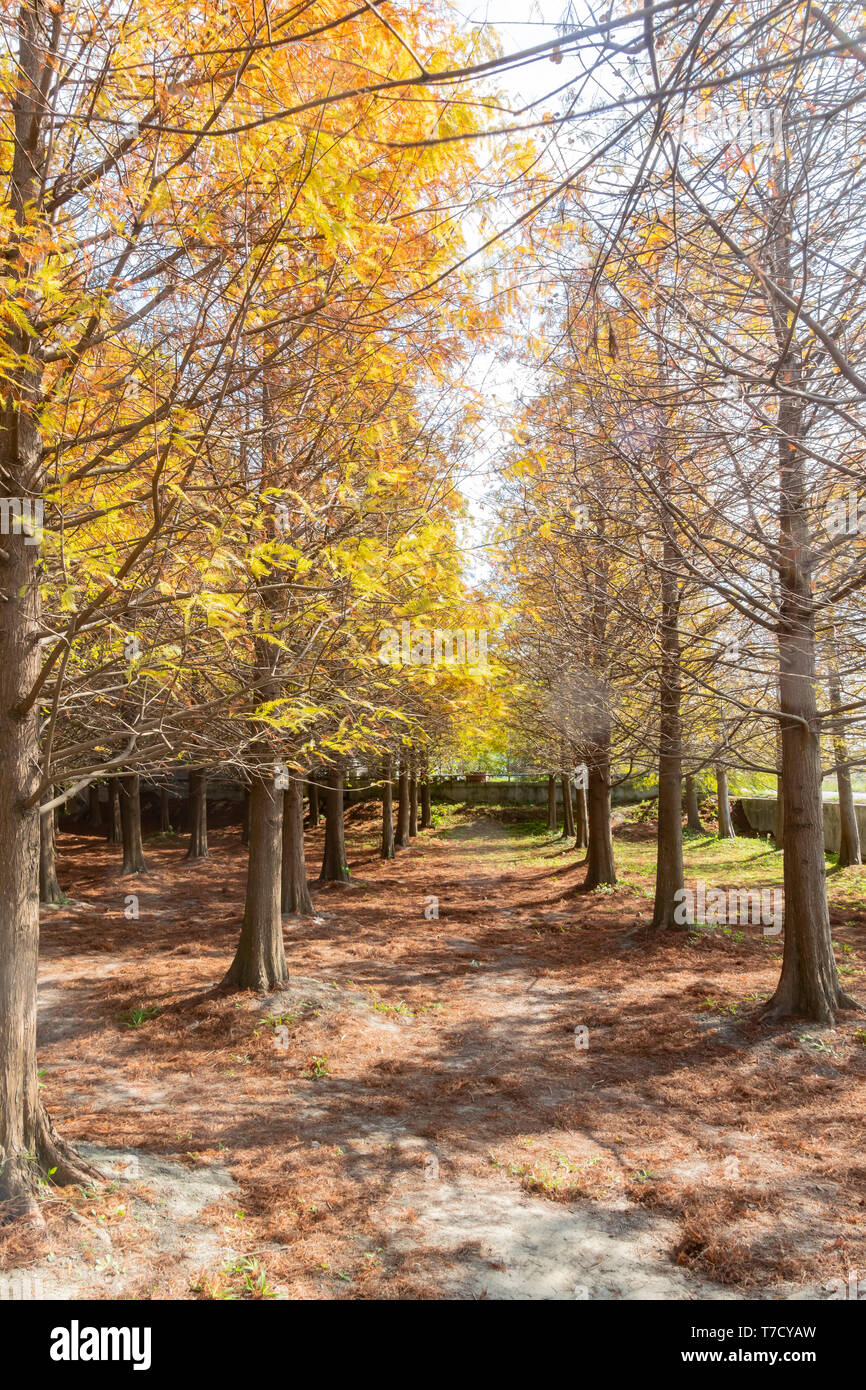 Taxodium distichum in fall color with red, orange leaves and reflection ...