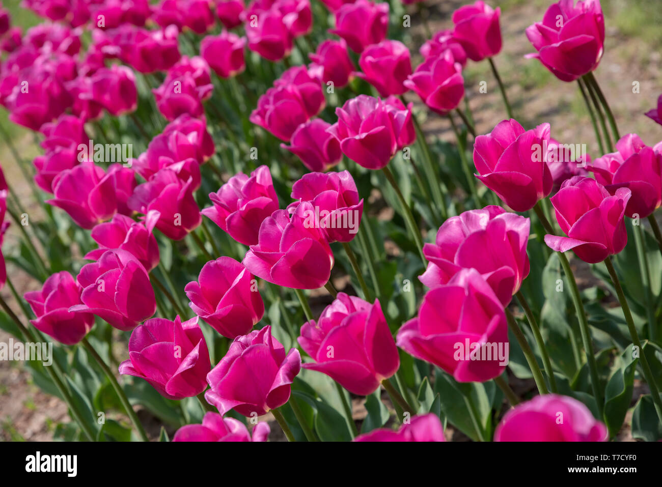Beautiful pink spring tulips hi-res stock photography and images - Alamy