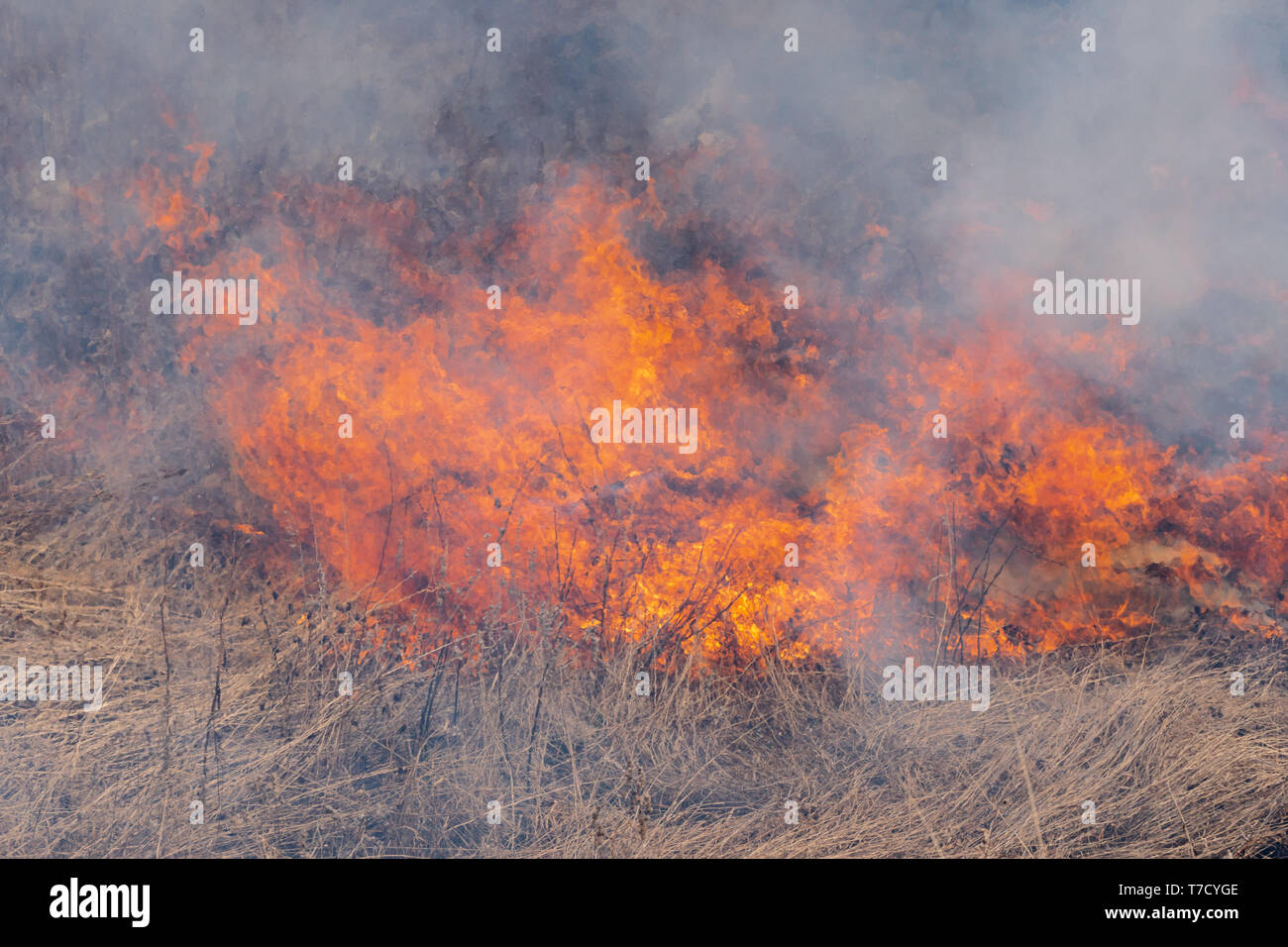 Natural disaster in spring forest - burning dry grass in meadow. Soft ...