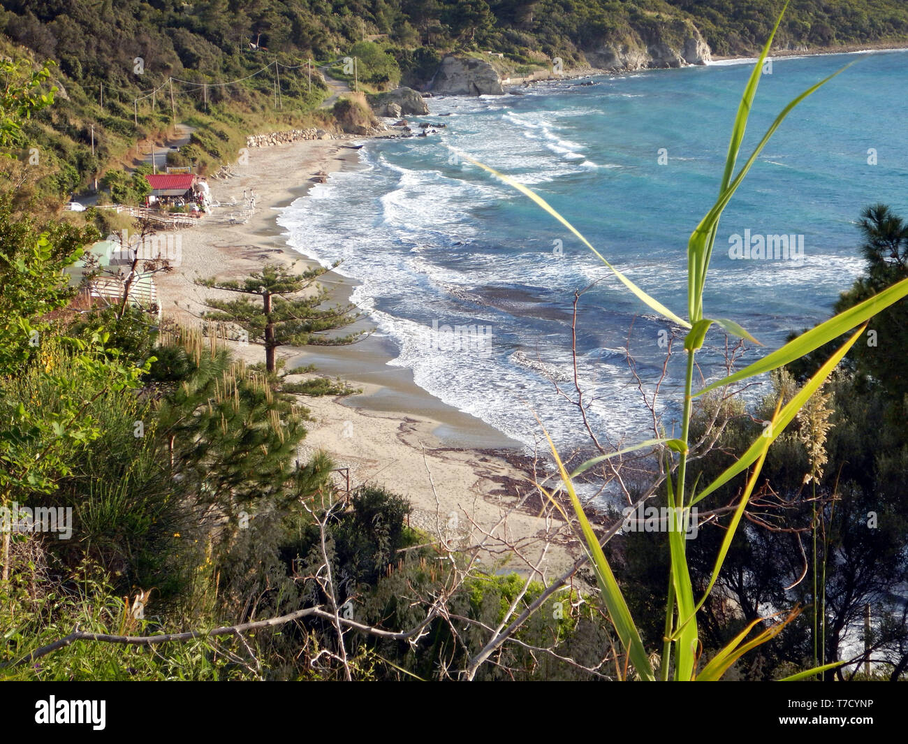 the wind blows over the bay shaking and waving the vegetation and ...