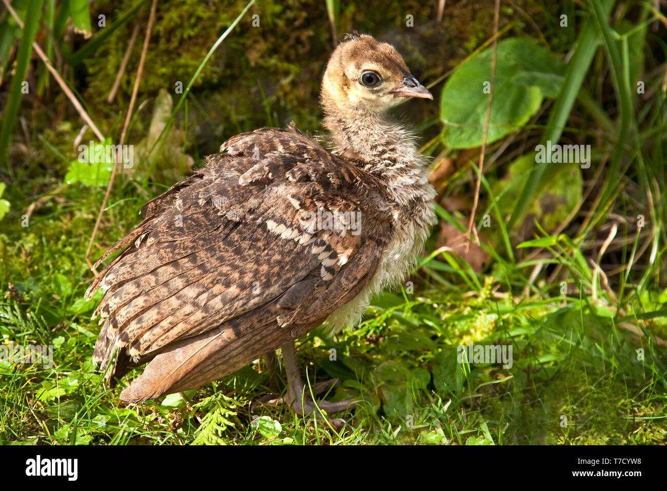 Baby peacock hi-res stock photography and images - Alamy