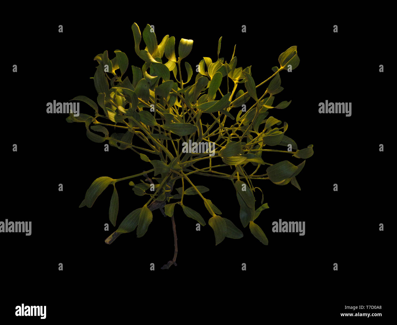 photo of green mistletoe, isolated on black Stock Photo - Alamy