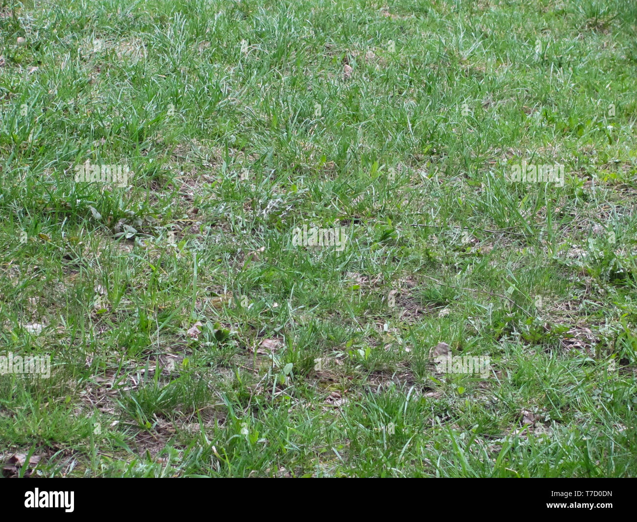 green grass natural spring background Stock Photo - Alamy