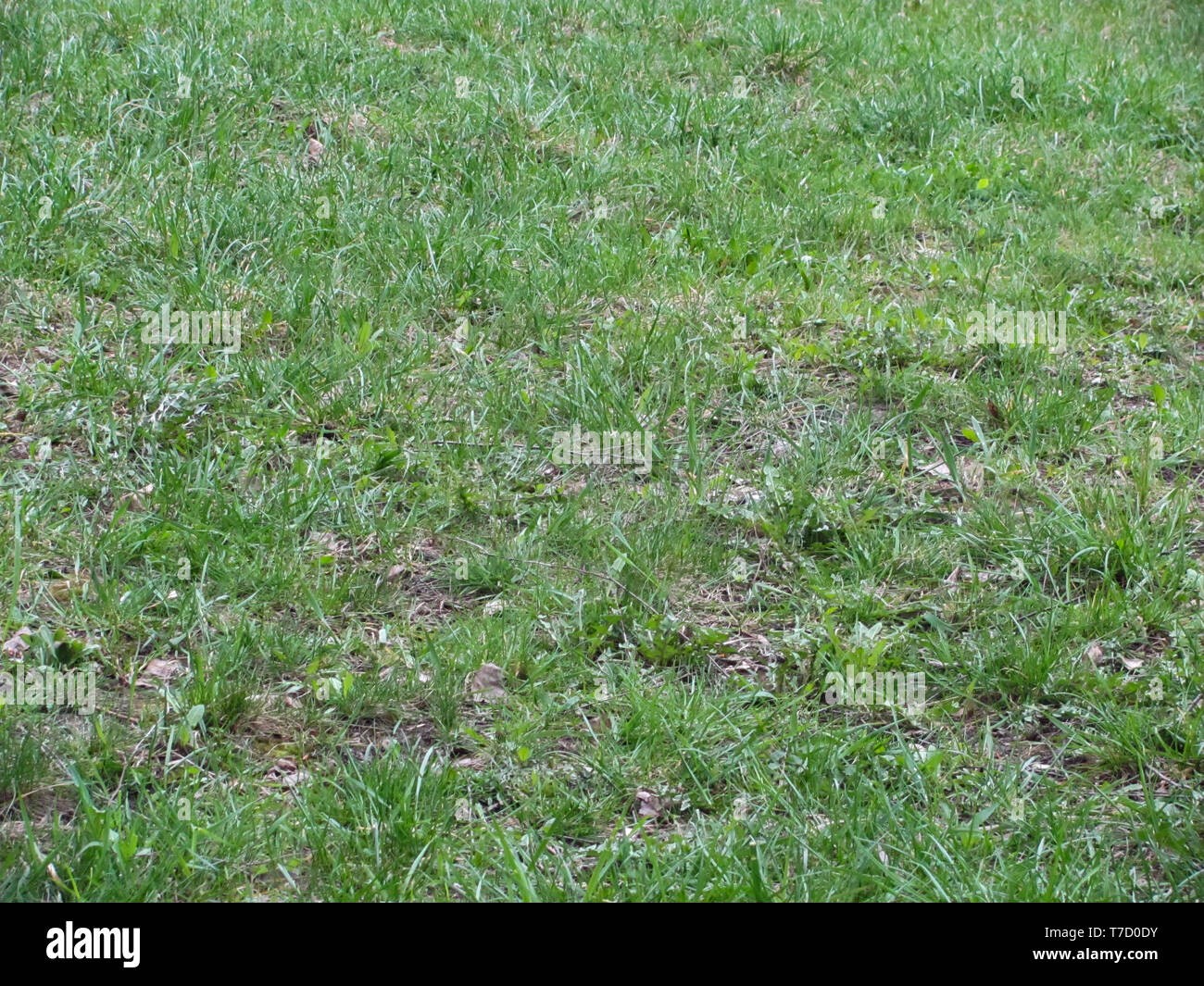 green grass natural spring background Stock Photo - Alamy