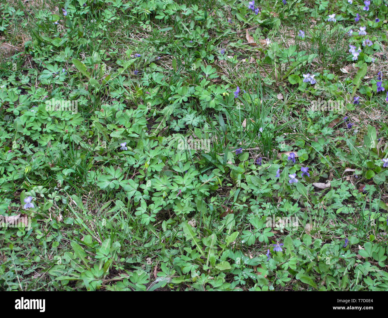green grass background with periwinkle flowers Stock Photo - Alamy