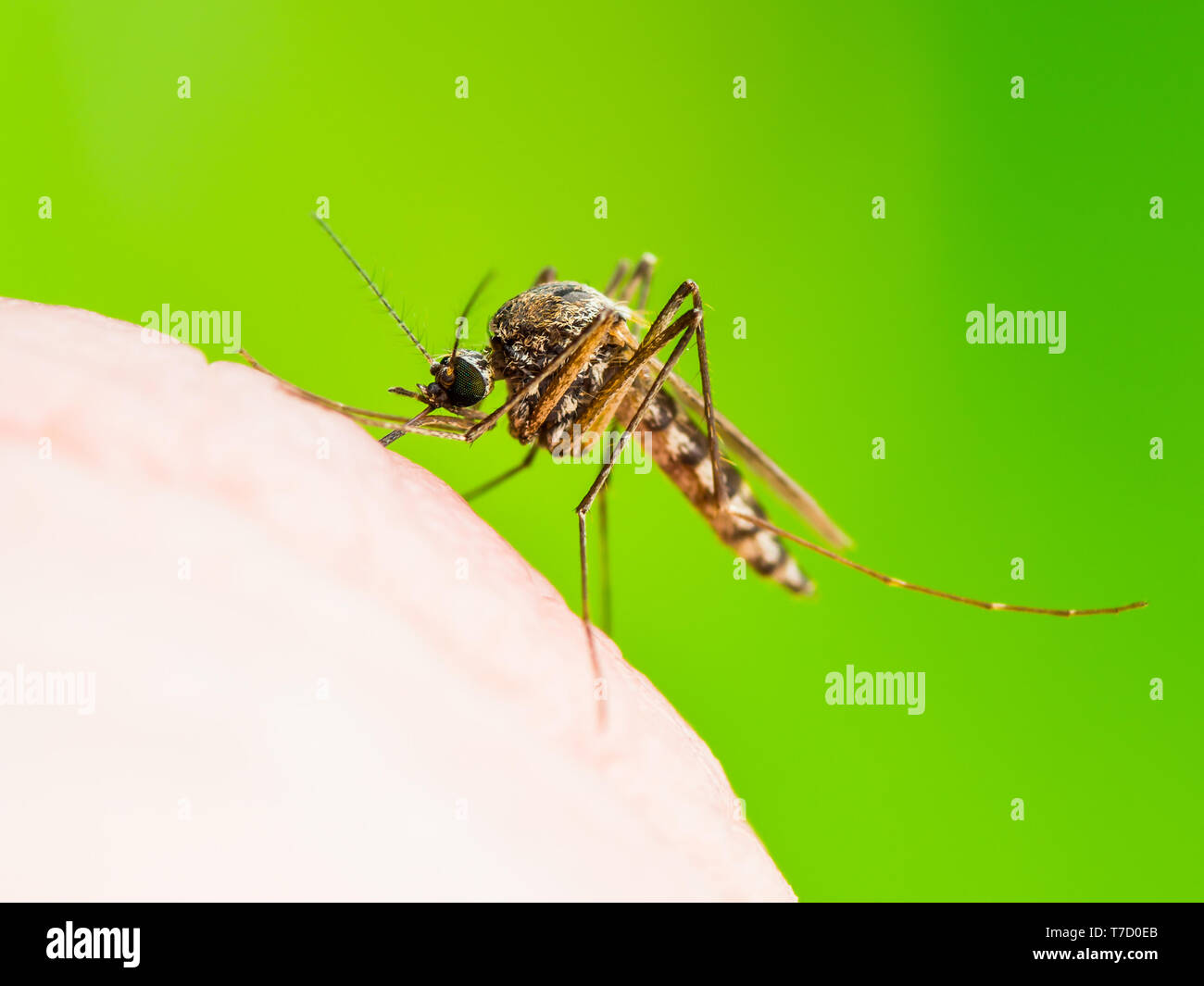 Encephalitis, Yellow Fever, Malaria Disease or Zika Virus Infected ...