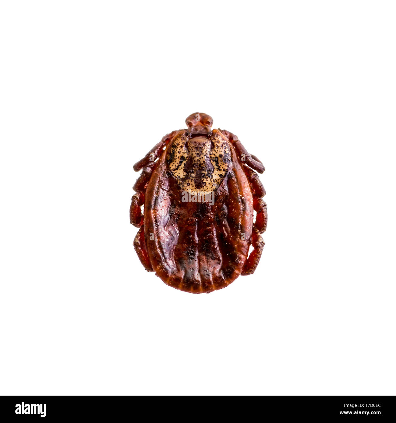 Encephalitis Virus or Lyme Borreliosis Disease or Monkey Fever ...