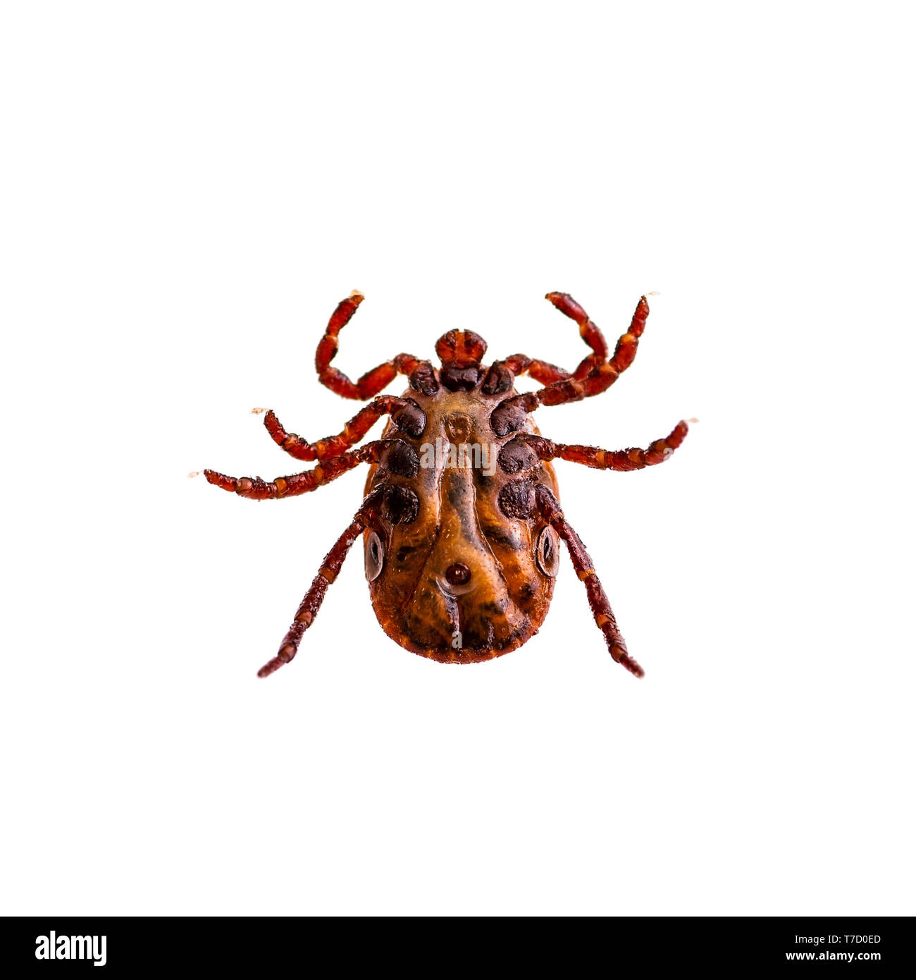 Encephalitis Virus or Lyme Borreliosis Disease or Monkey Fever ...