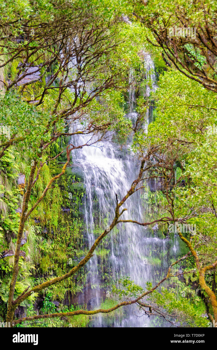 Fern gully hi-res stock photography and images - Alamy