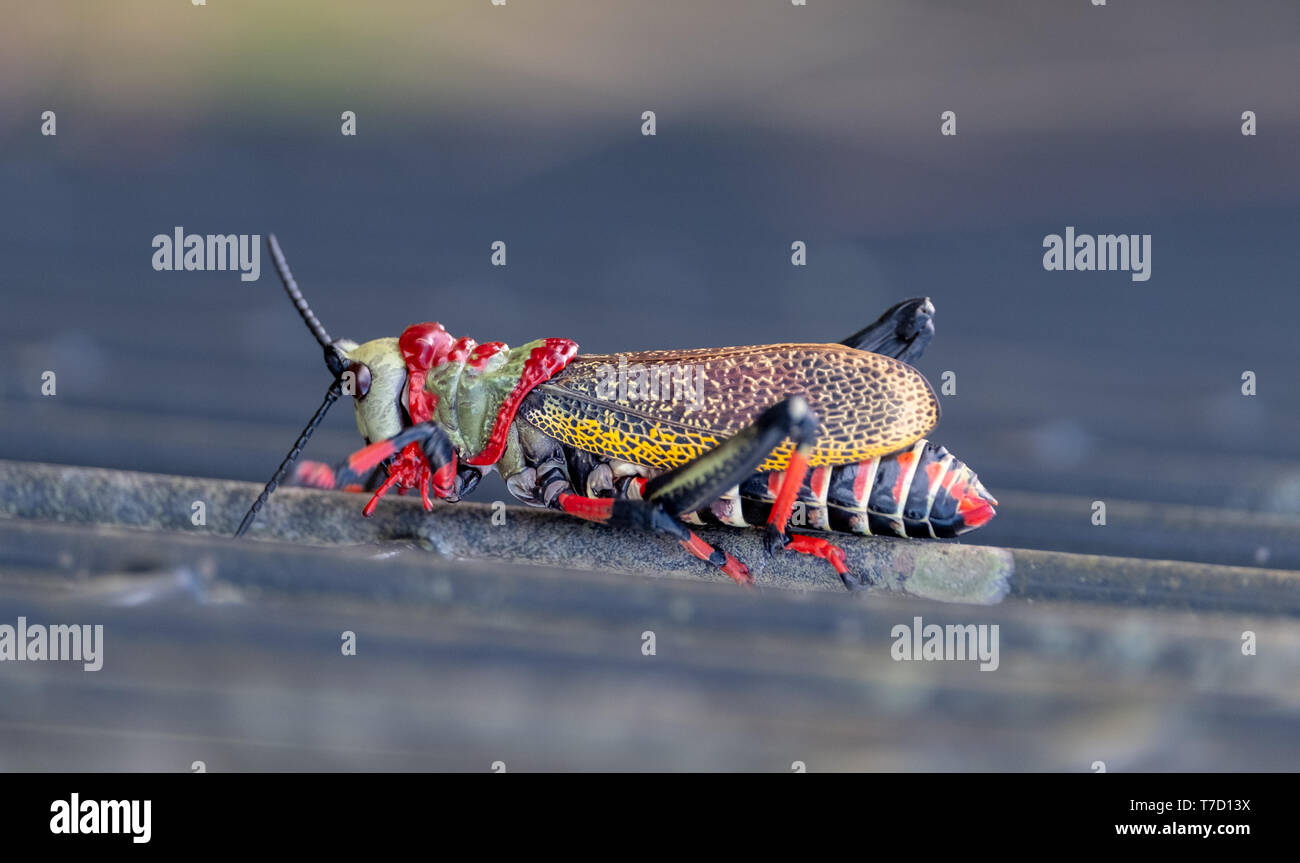 Koppie foam / gaudy grasshopper. Colourful grasshopper / locust ...