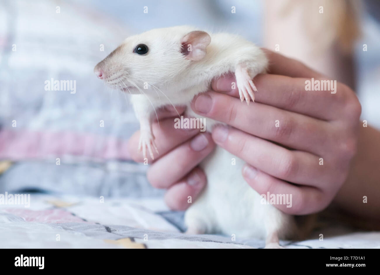 Decorative Siamese rat in the hands of a woman Stock Photo - Alamy