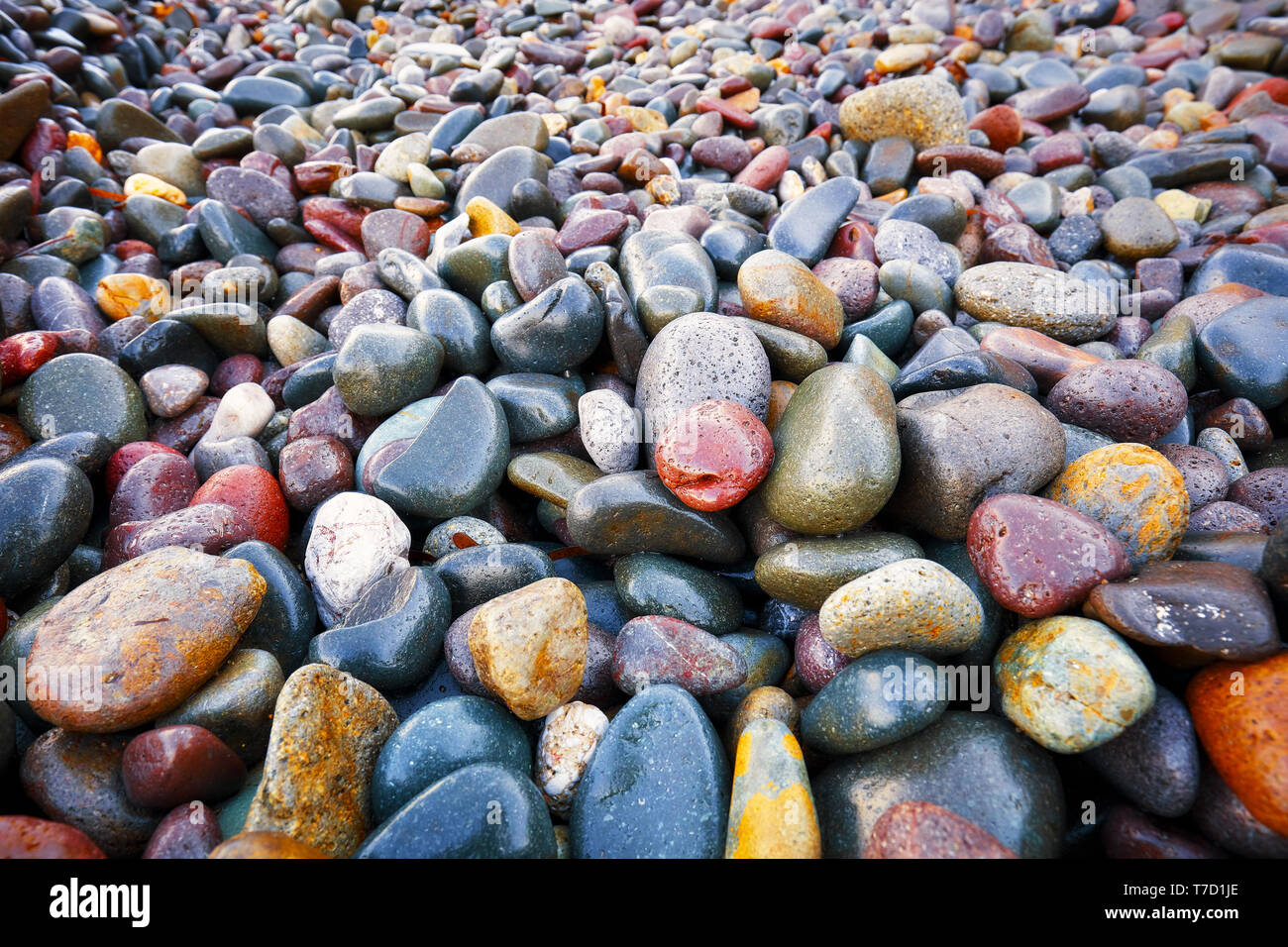 Close up view of beautiful pastel colored wet pebbles at the seashore ...