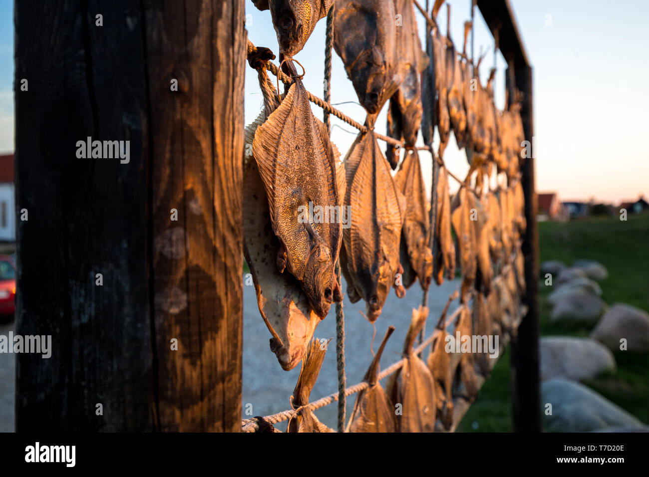 Fish hanging to dry at beach in Denmark Stock Photo - Alamy